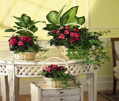 Live Plants - Export Floral